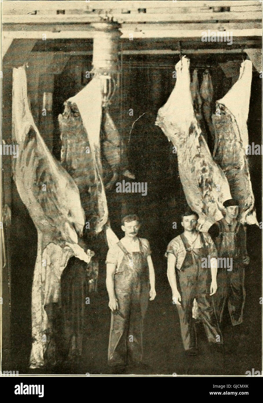 This book outlines the process of preparing hides and skins, from their ...