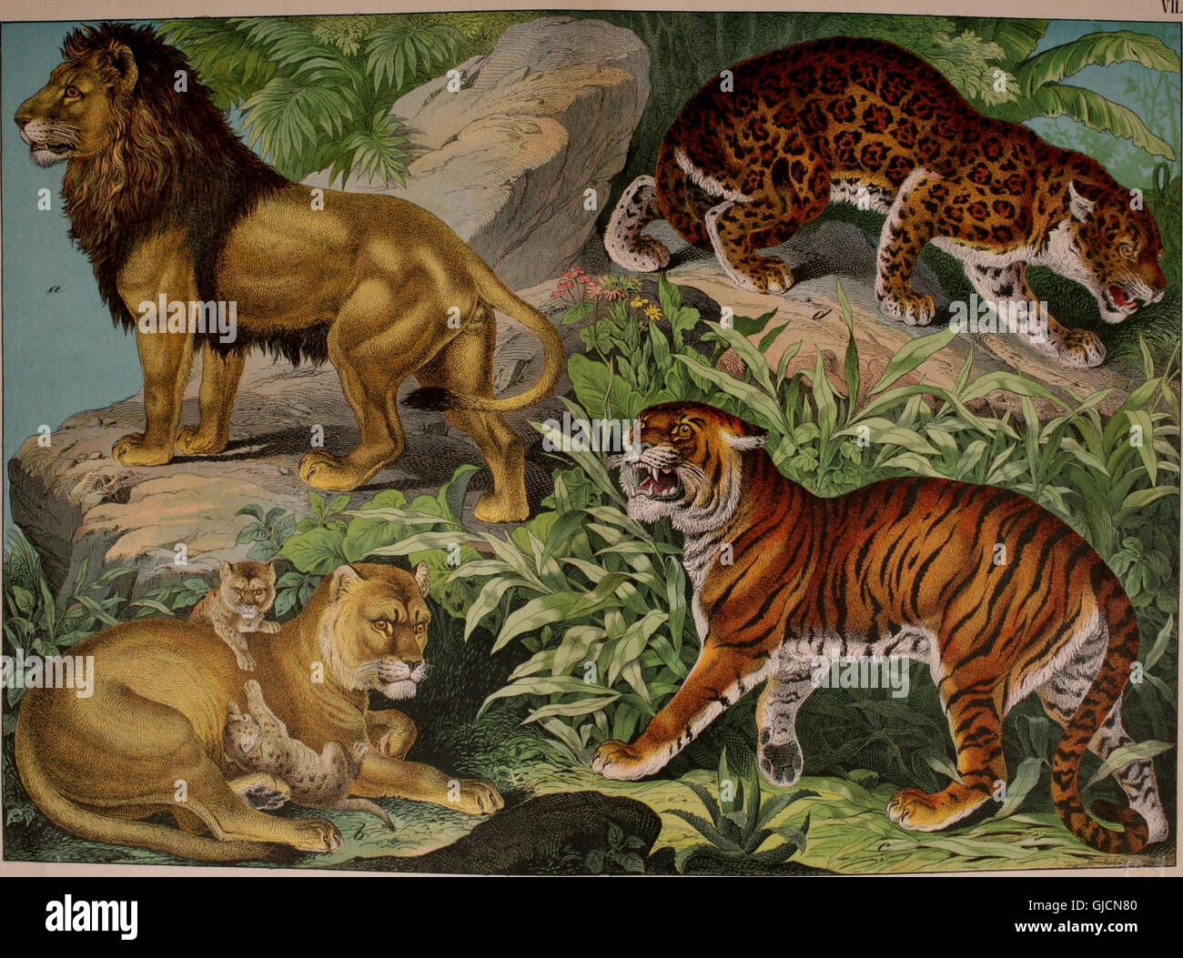 This educational work is a comprehensive guide to the animal kingdom ...