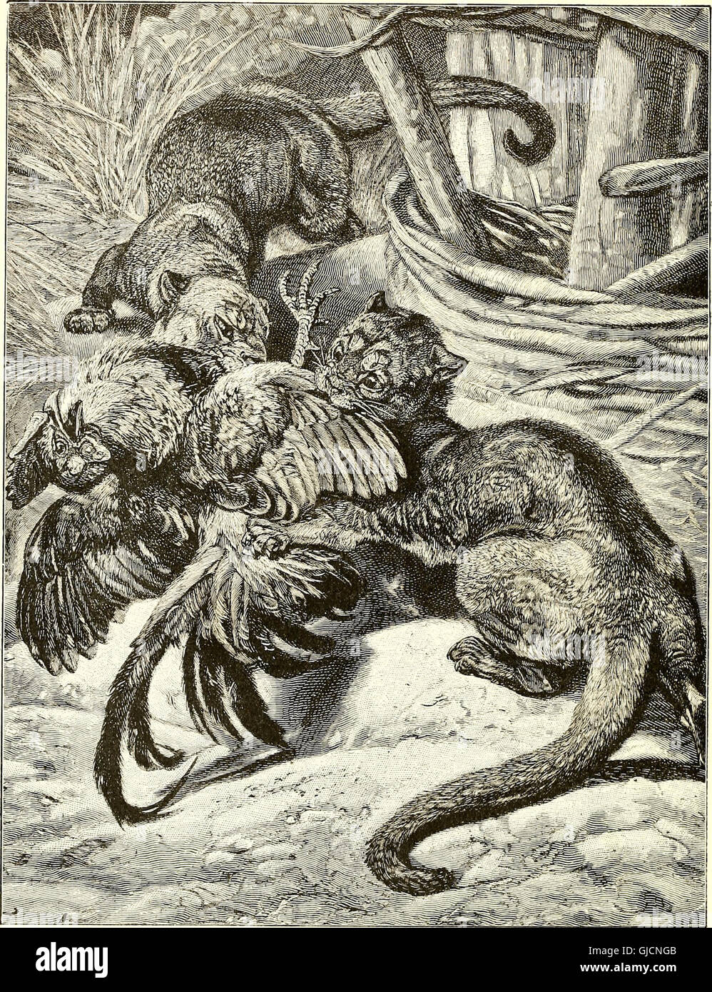 *All About Animals* (1900) provides a collection of facts, stories, and ...