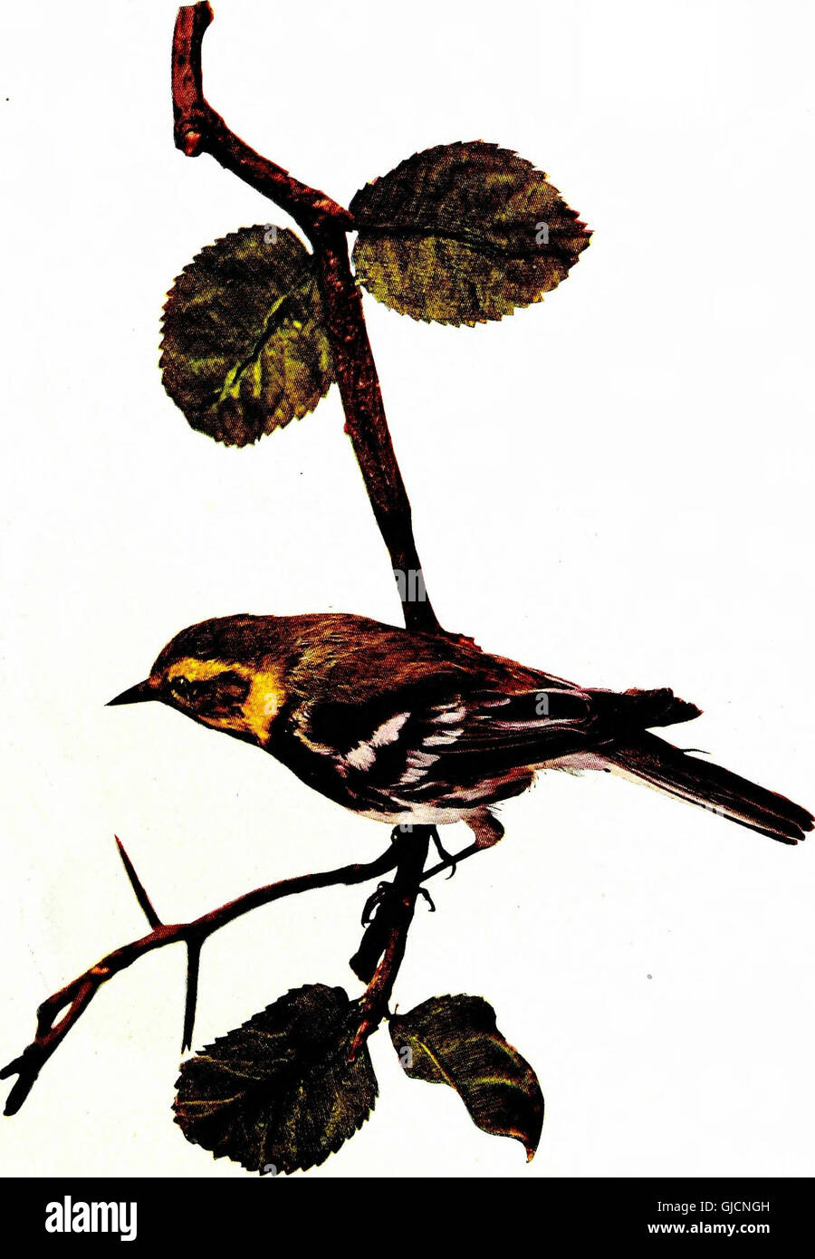 'The Birds of Ohio' (1903) is a thorough guide detailing 320 bird ...