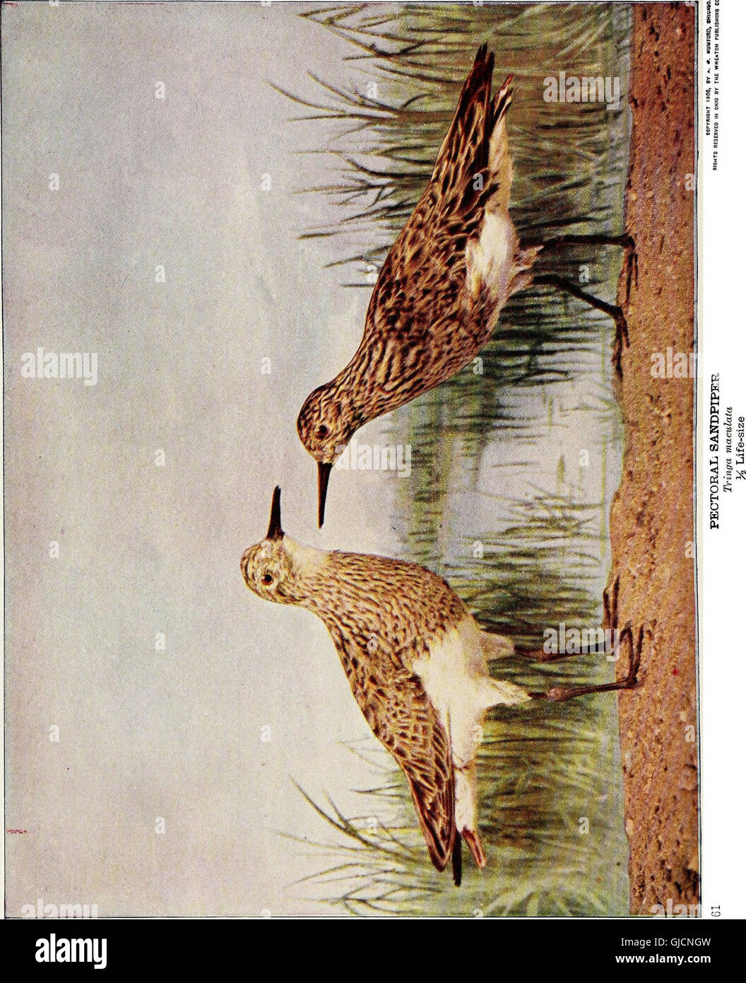 This 1903 work offers a comprehensive guide to the 320 bird species ...
