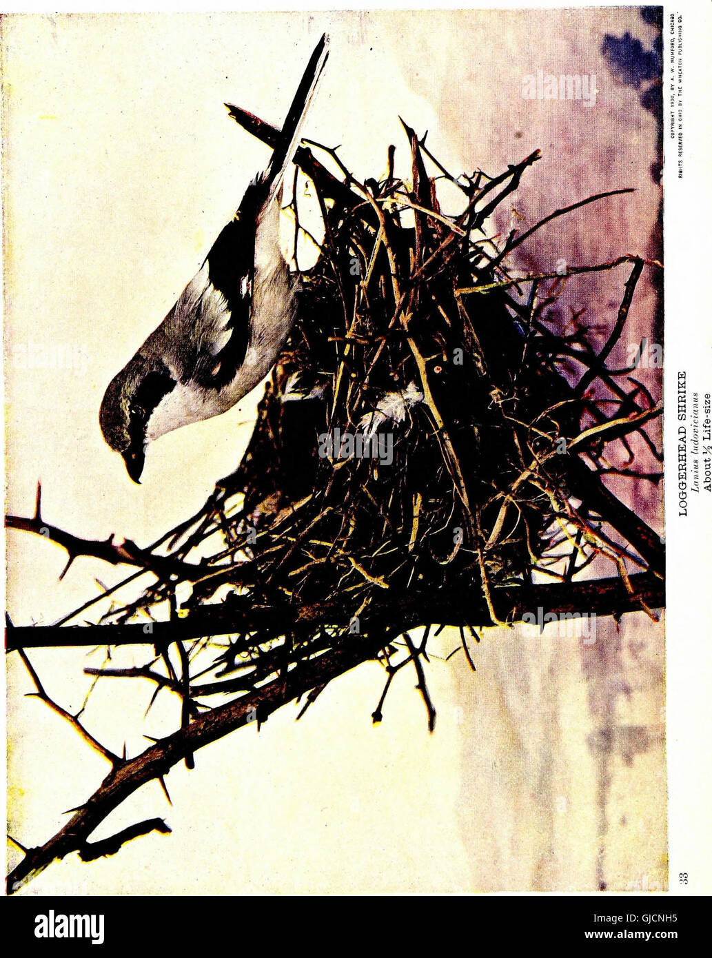 A 1903 comprehensive guide to the 320 bird species found in Ohio ...