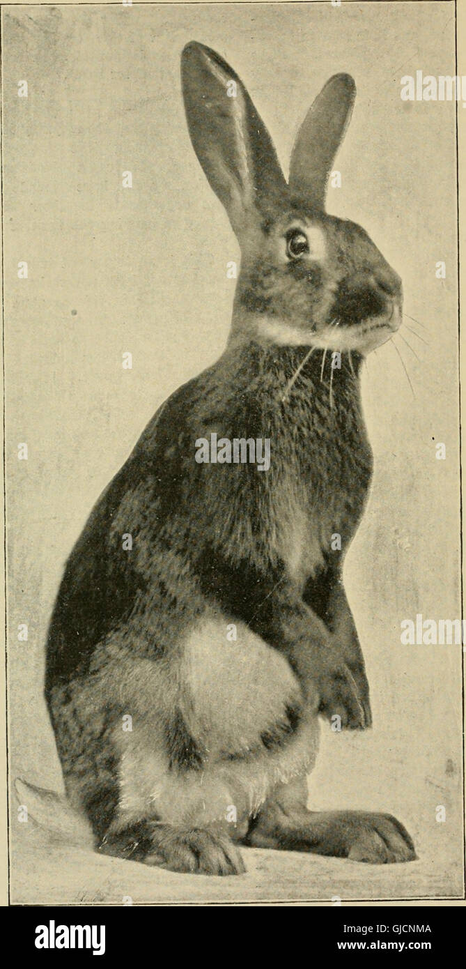 A practical guide on breeding and managing Belgian hares, focusing on ...