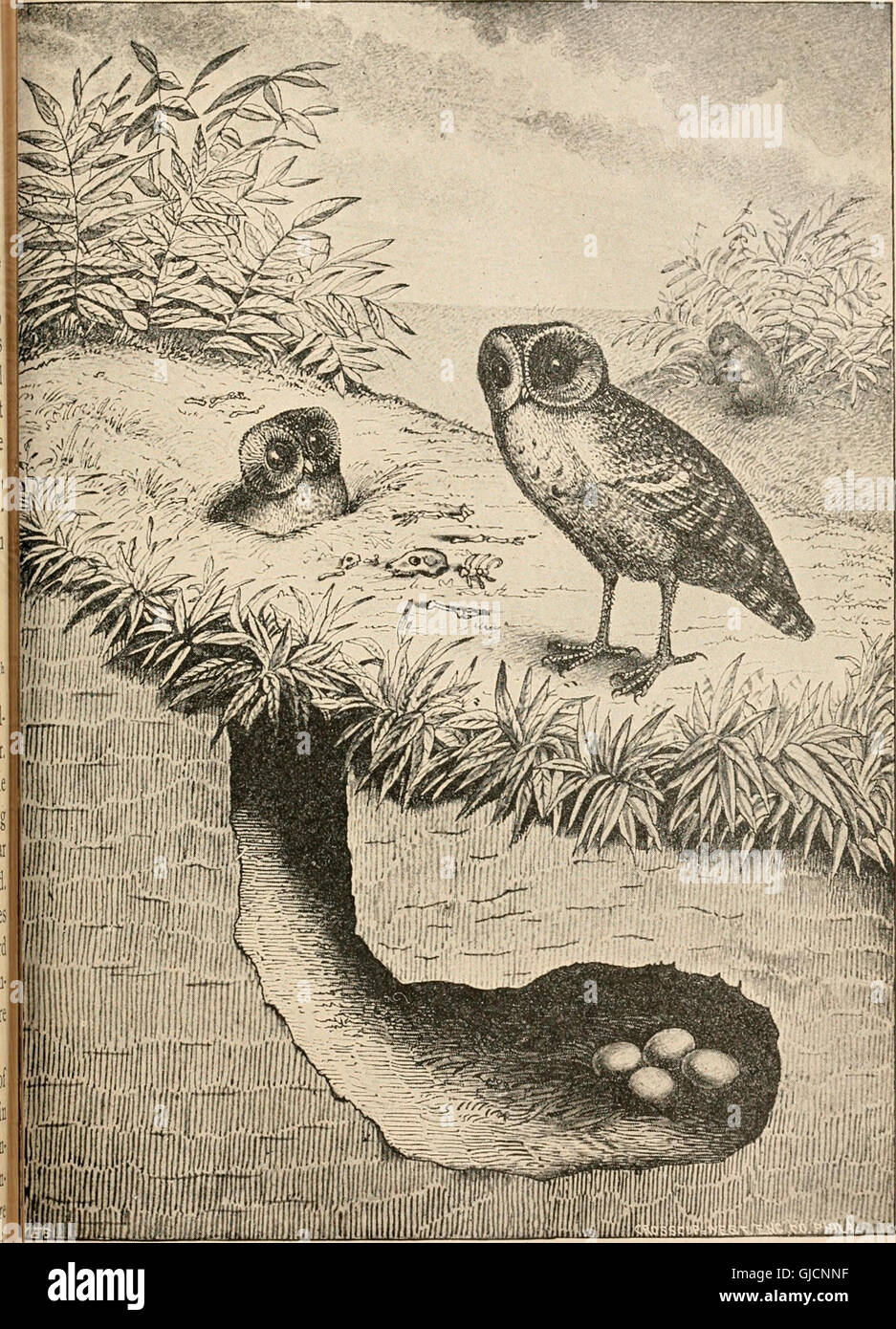 Nests and eggs of North American birds; (1889 Stock Photo - Alamy