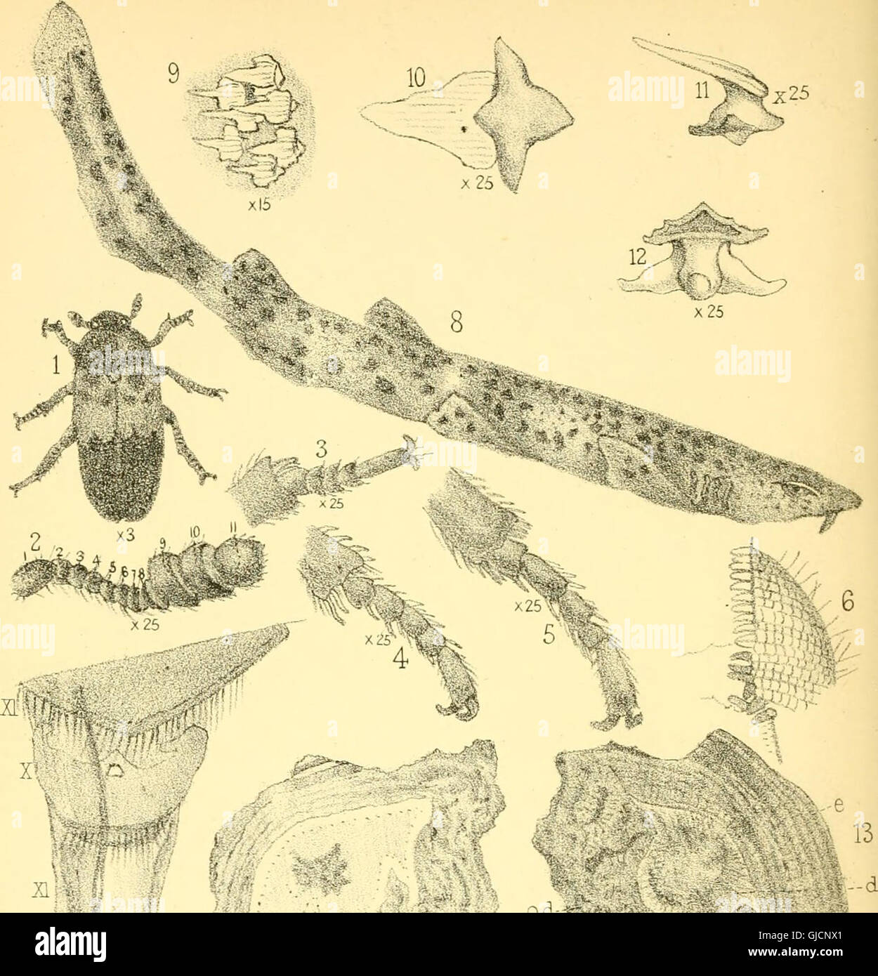 The Journal of microscopy and natural science (1896 Stock Photo - Alamy