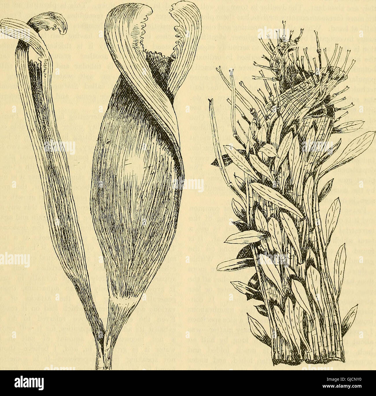 'Science-gossip' (1896) is a journal dedicated to the exchange of ...