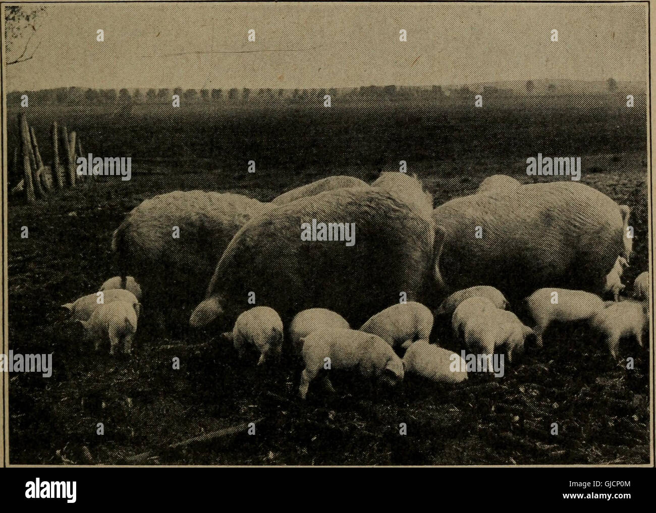 'The Story of Corn and the Westward Migration' (1916) covers the ...