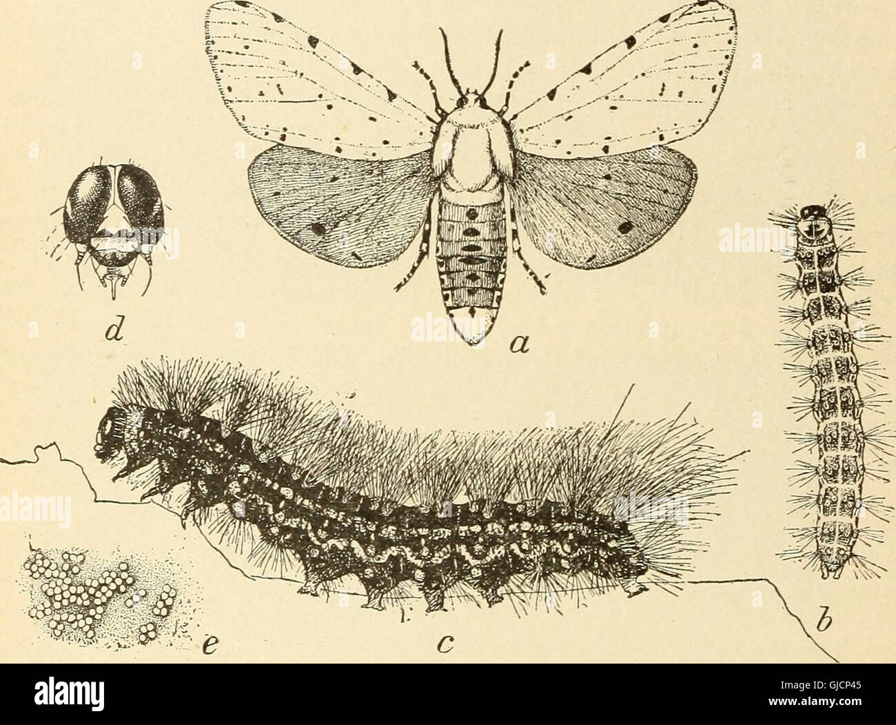 This 1906 report investigates various cotton insect species affecting ...