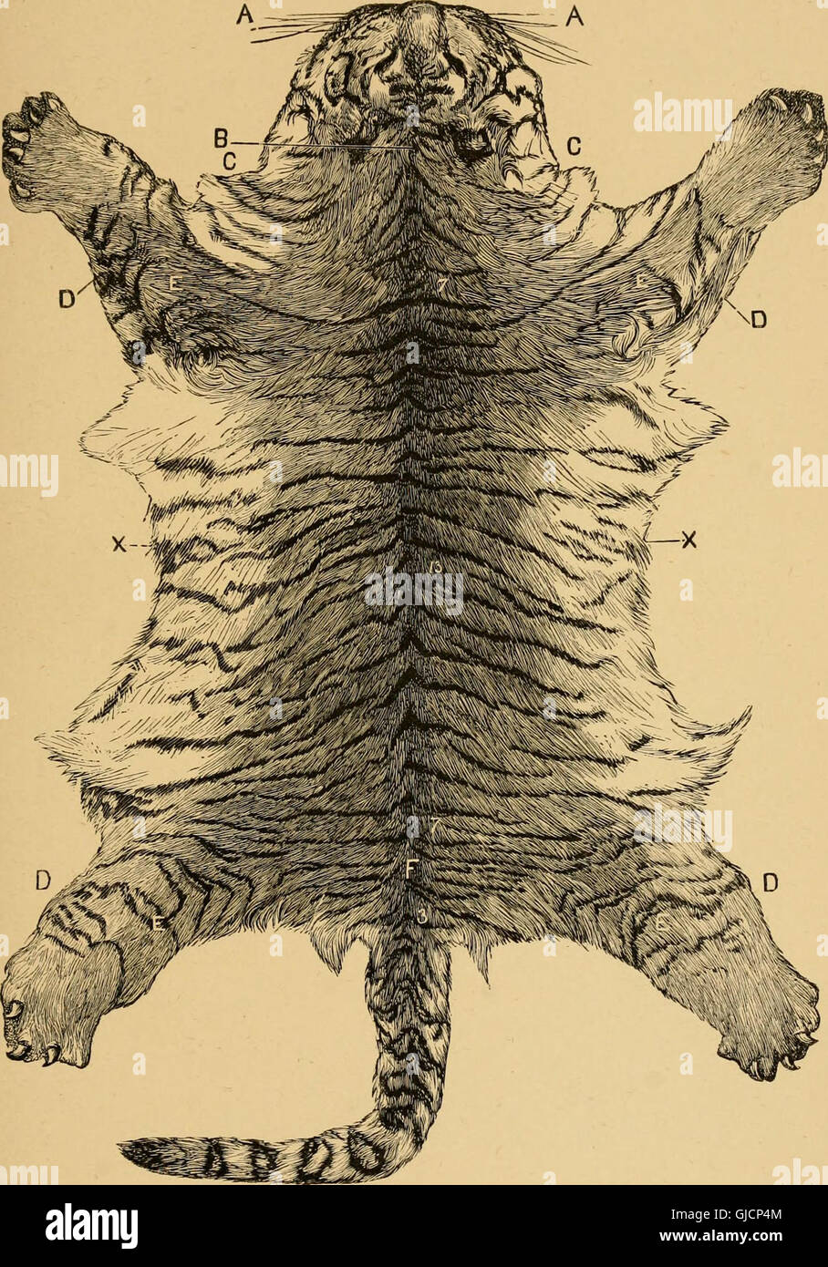 An exploration of the color patterns in animals and plants, examining ...