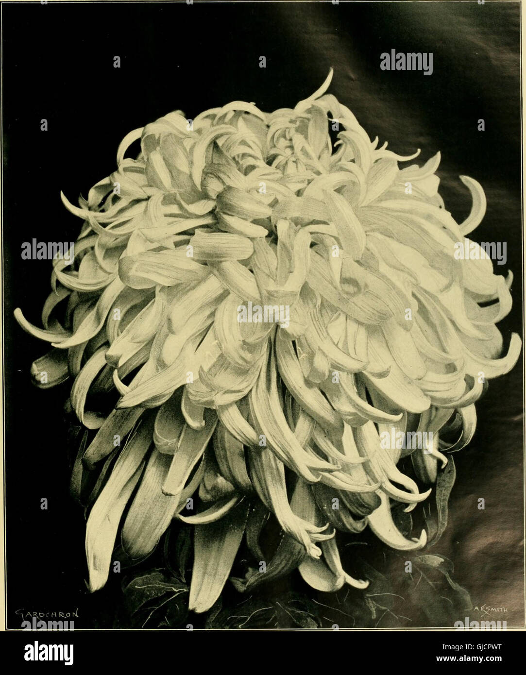 The 1904 edition of this weekly horticulture journal provides in-depth ...