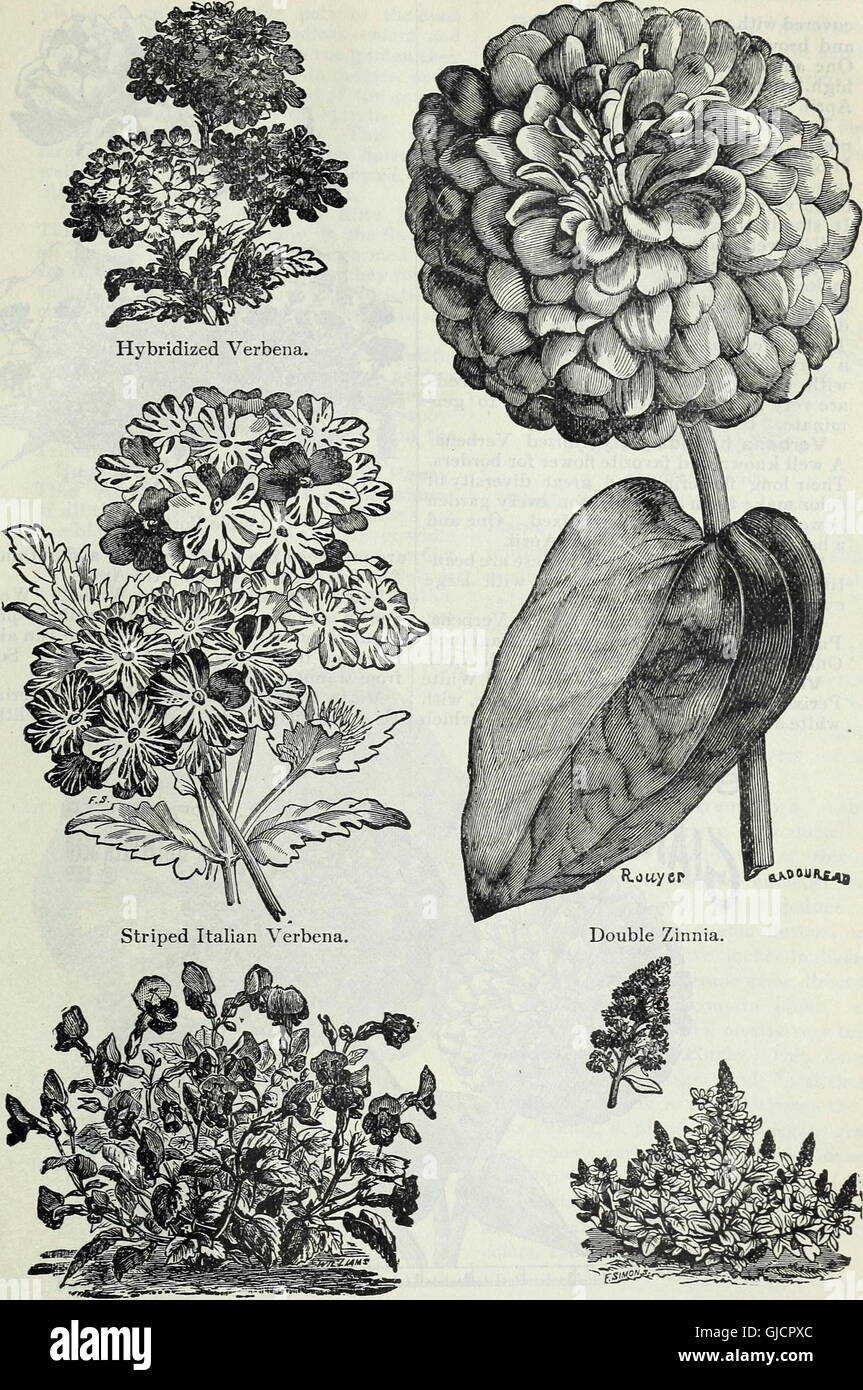 Stecklers hi-res stock photography and images - Alamy