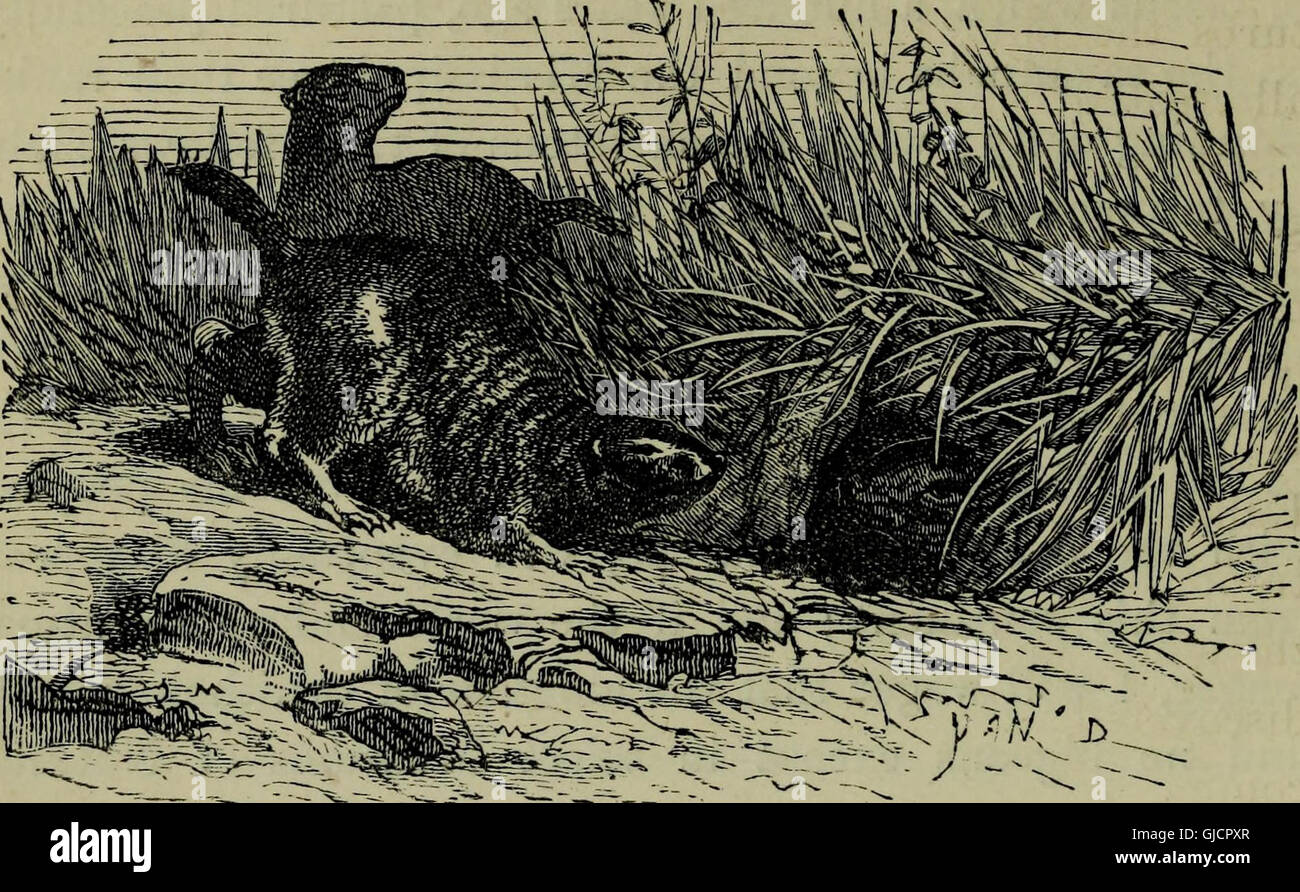 The hunter and the trapper in North America; or, Romantic adventures in ...