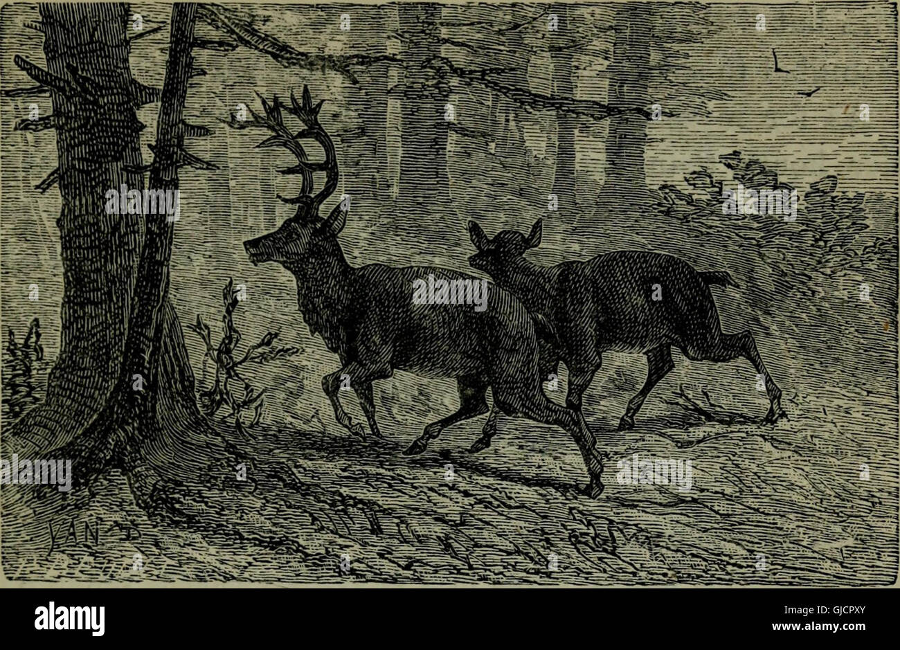 This 1875 work, translated from French, recounts thrilling hunting and ...