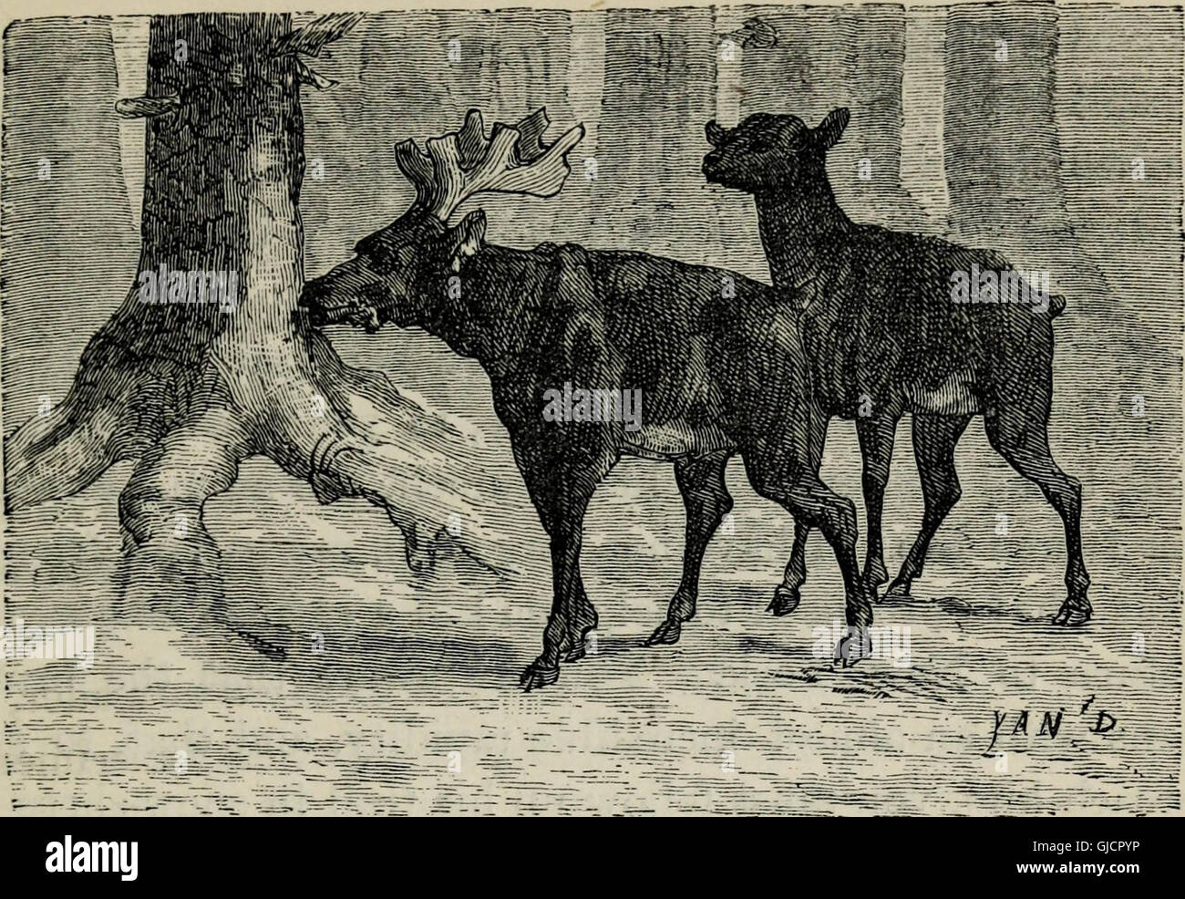 The hunter and the trapper in North America; or, Romantic adventures in ...