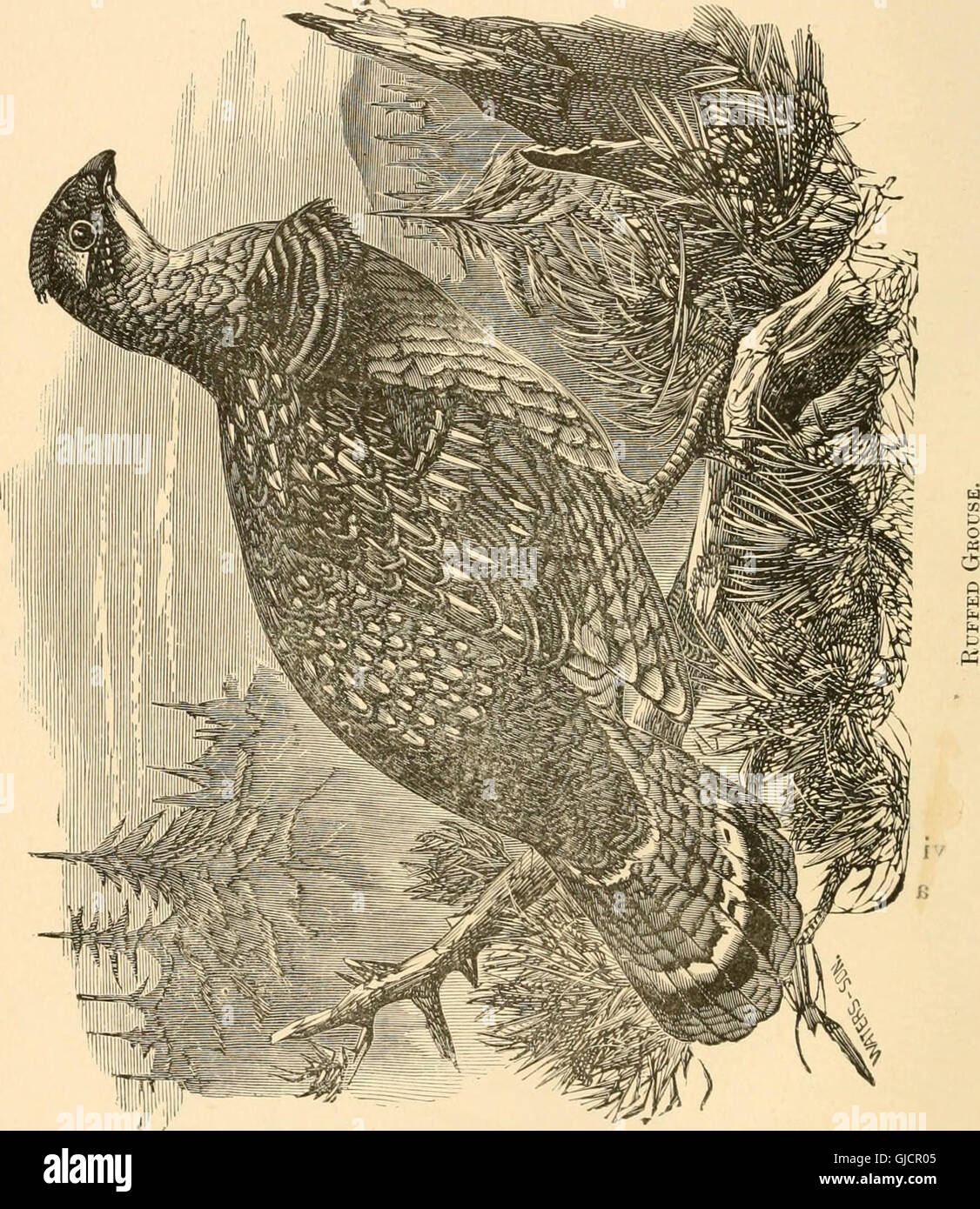 This guide offers instructions for trapping fur-bearing animals ...