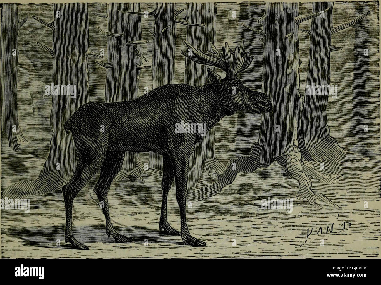 'The Hunter and the Trapper in North America' (1875) recounts ...