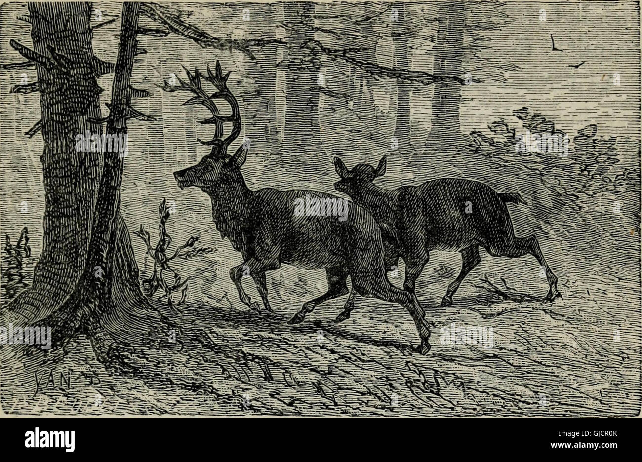 'The Hunter and the Trapper in North America' (1875) is a collection of ...