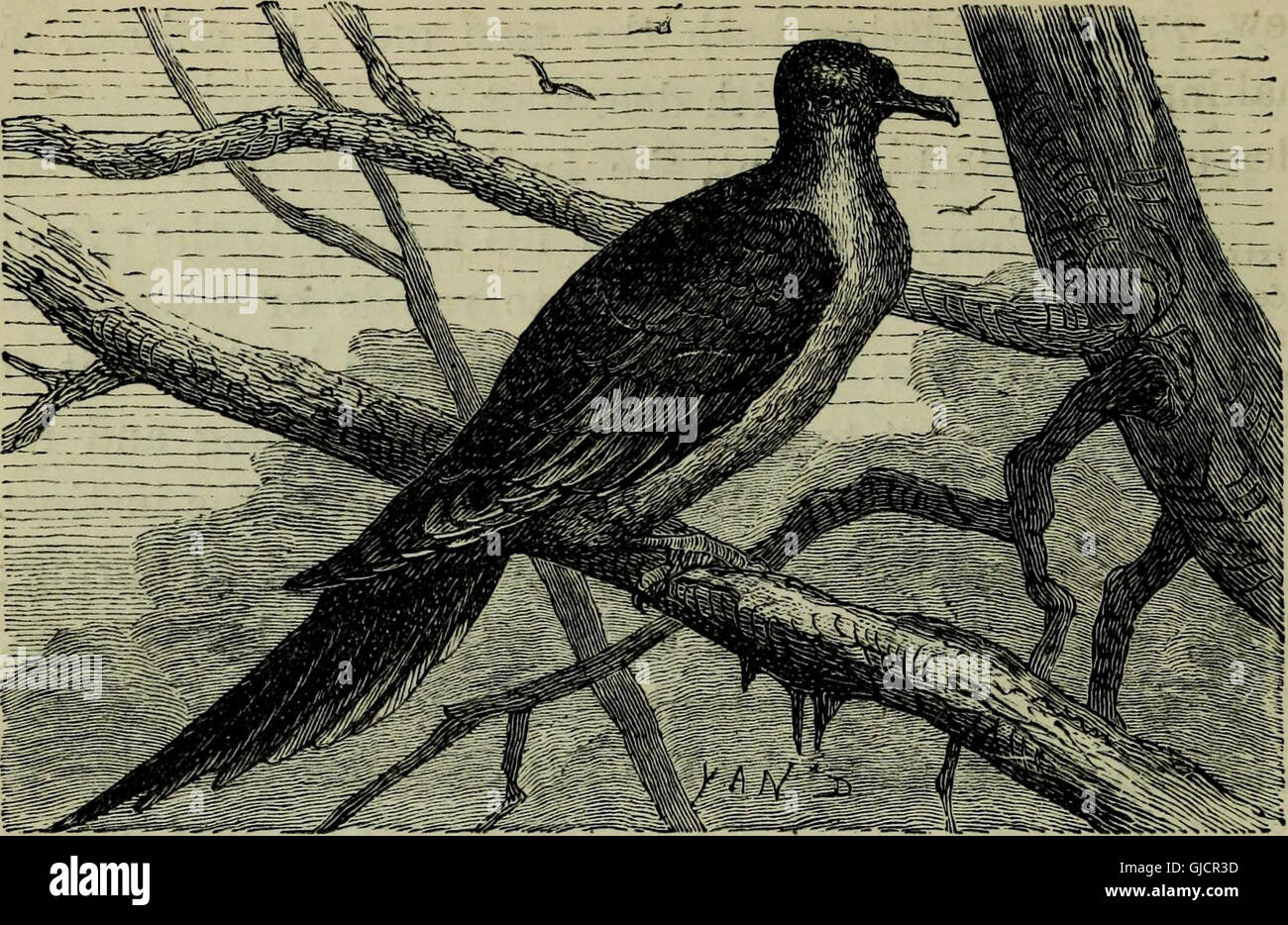 'The Hunter and the Trapper in North America' (1875) offers a ...