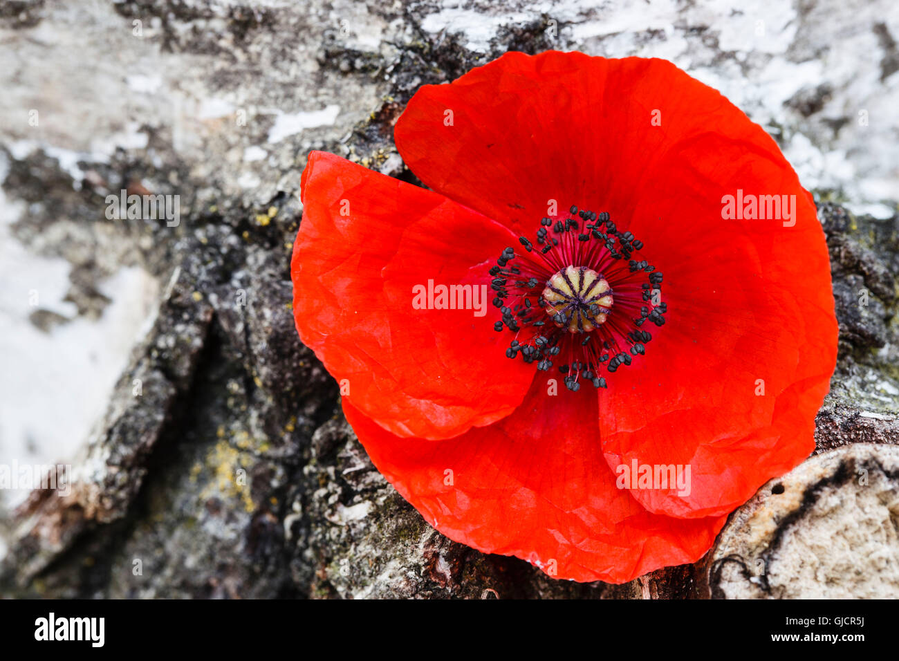 Dust on the ground hi-res stock photography and images - Alamy