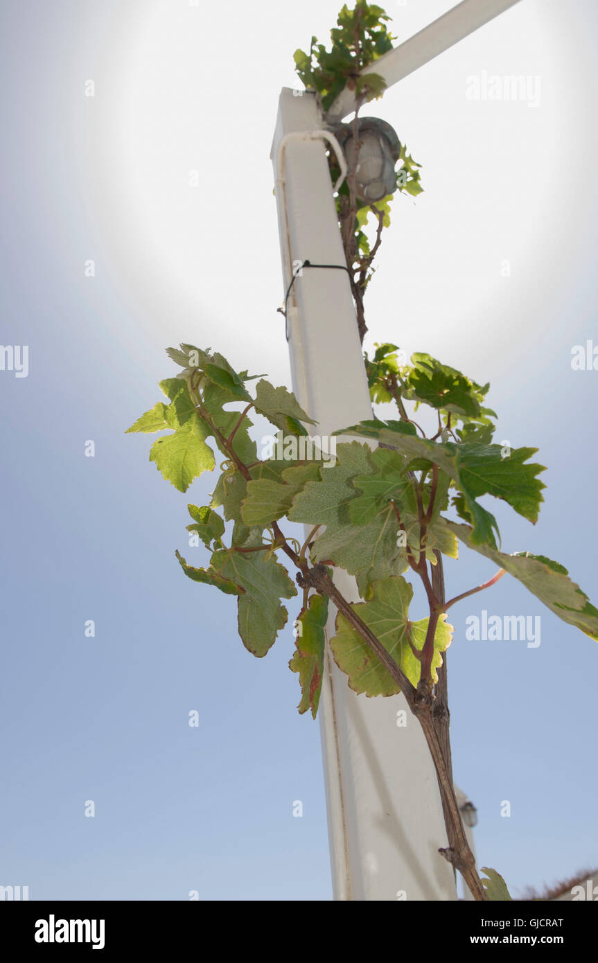 grape ivy is growing around a white pole Stock Photo - Alamy
