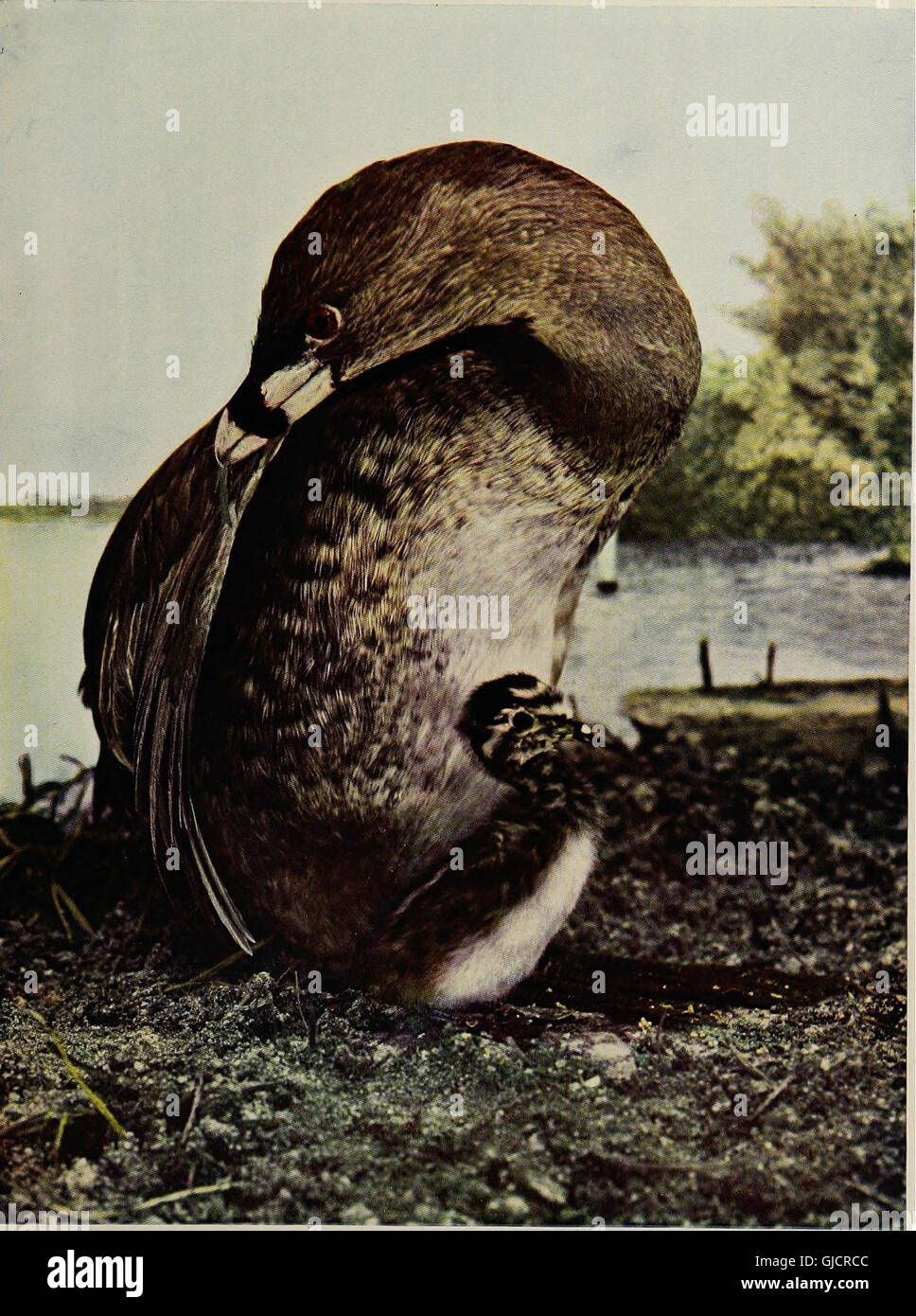 *Birds That Hunt and Are Hunted* (1902) explores the life histories of ...