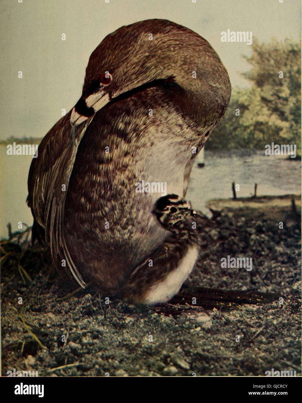 'Birds that Hunt and Are Hunted' (1905) explores the predatory and prey ...