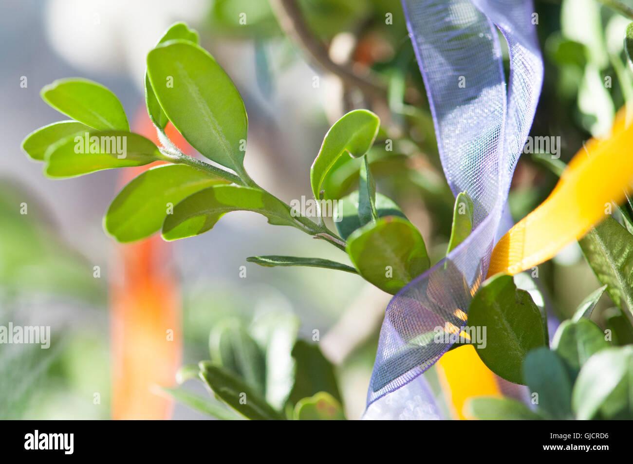 Detail ribbons hi-res stock photography and images - Alamy
