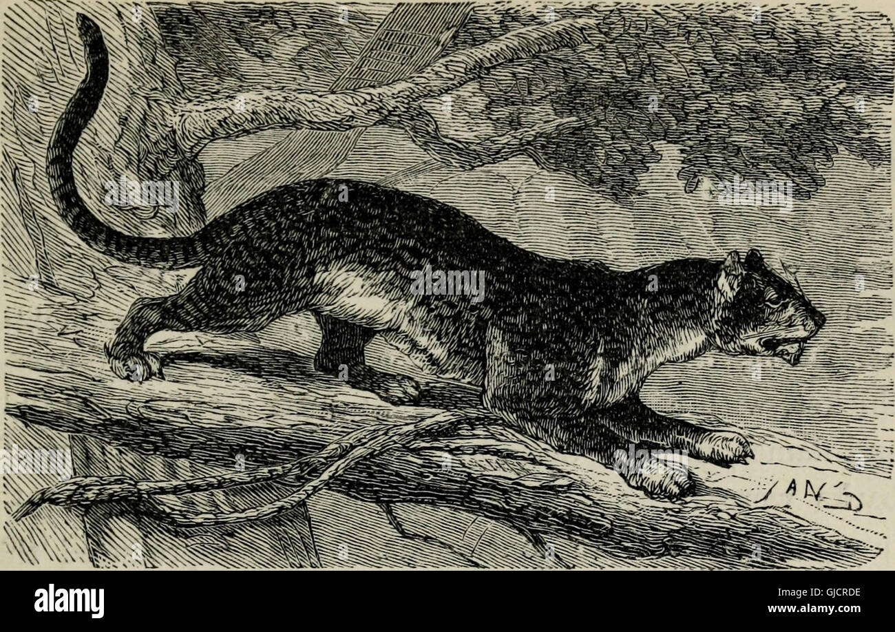 'The Hunter and the Trapper in North America' (1875) is a recount of ...