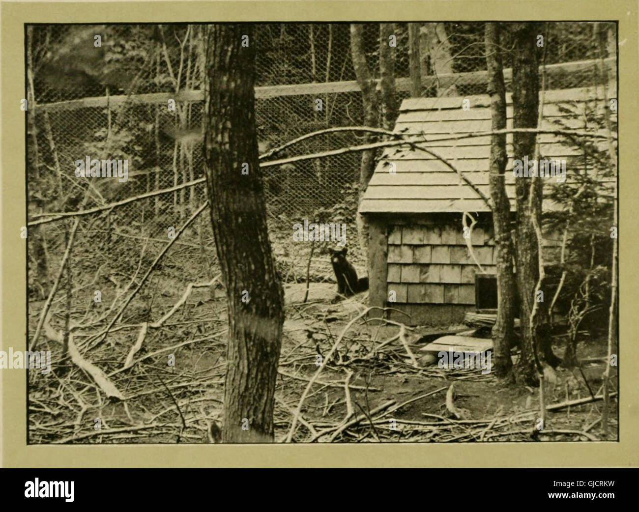 Fur-farming in Canada (1914 Stock Photo - Alamy
