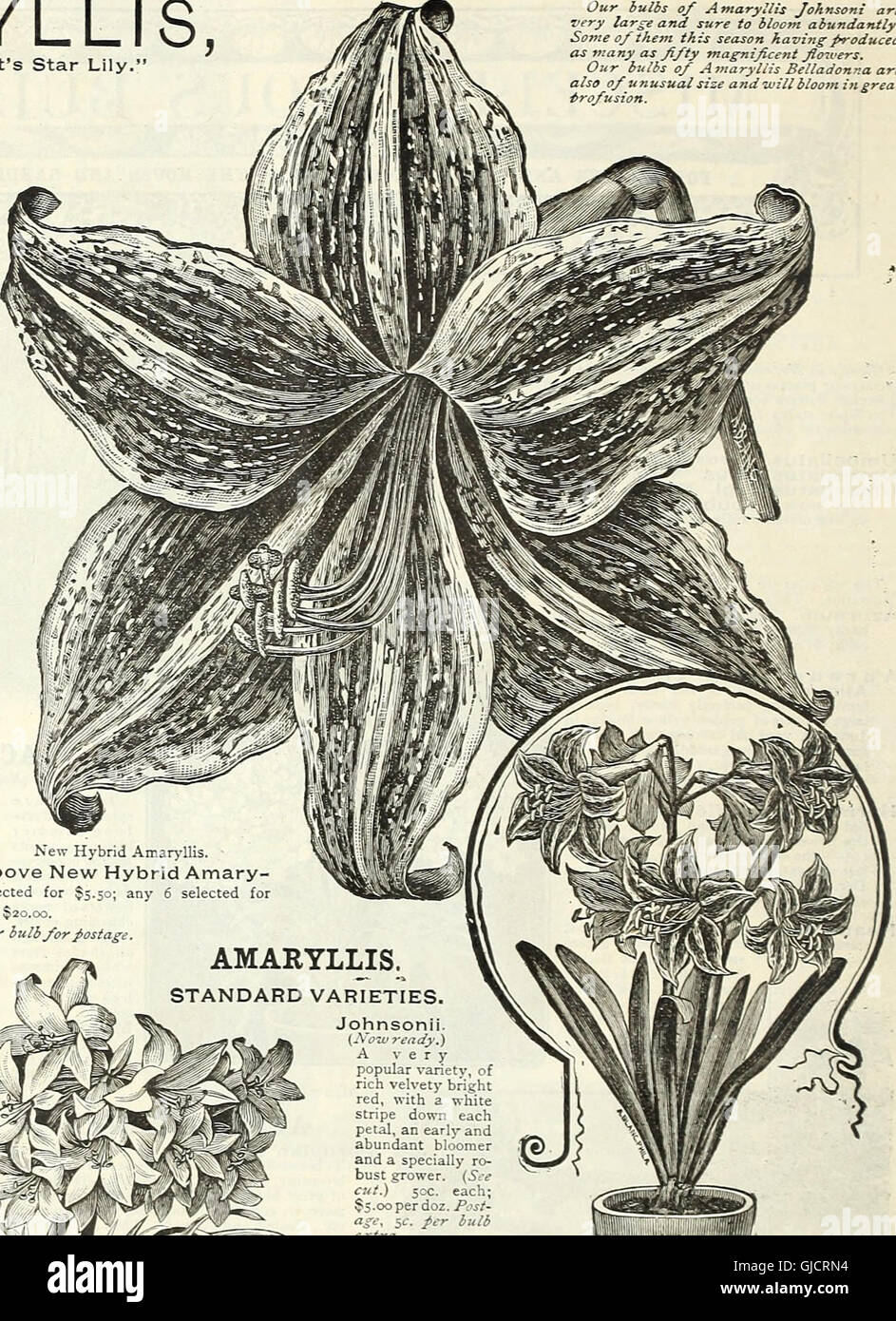 1892 bulbs plants hi-res stock photography and images - Alamy