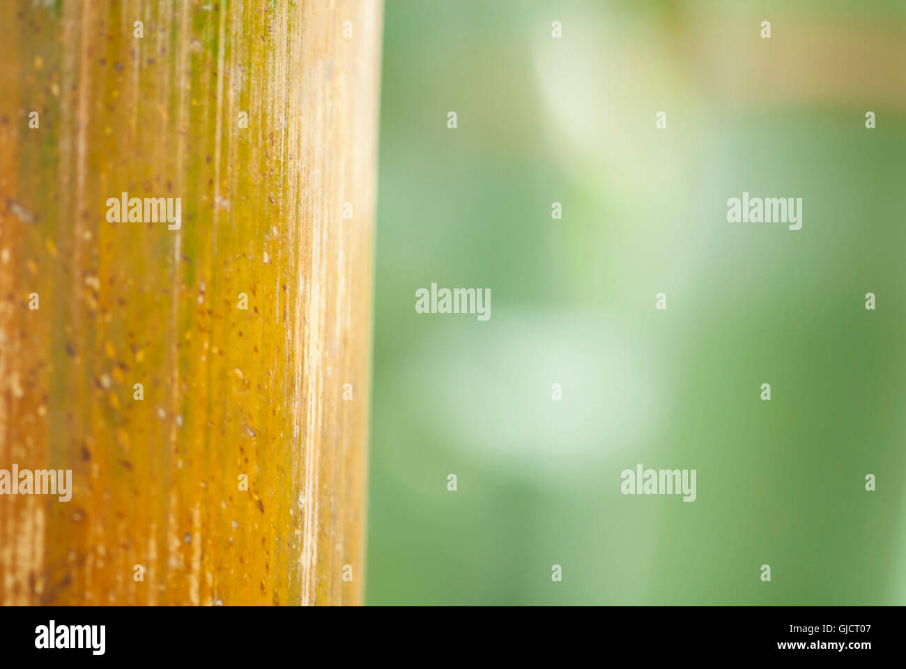 Bamboo, detailed view Stock Photo - Alamy