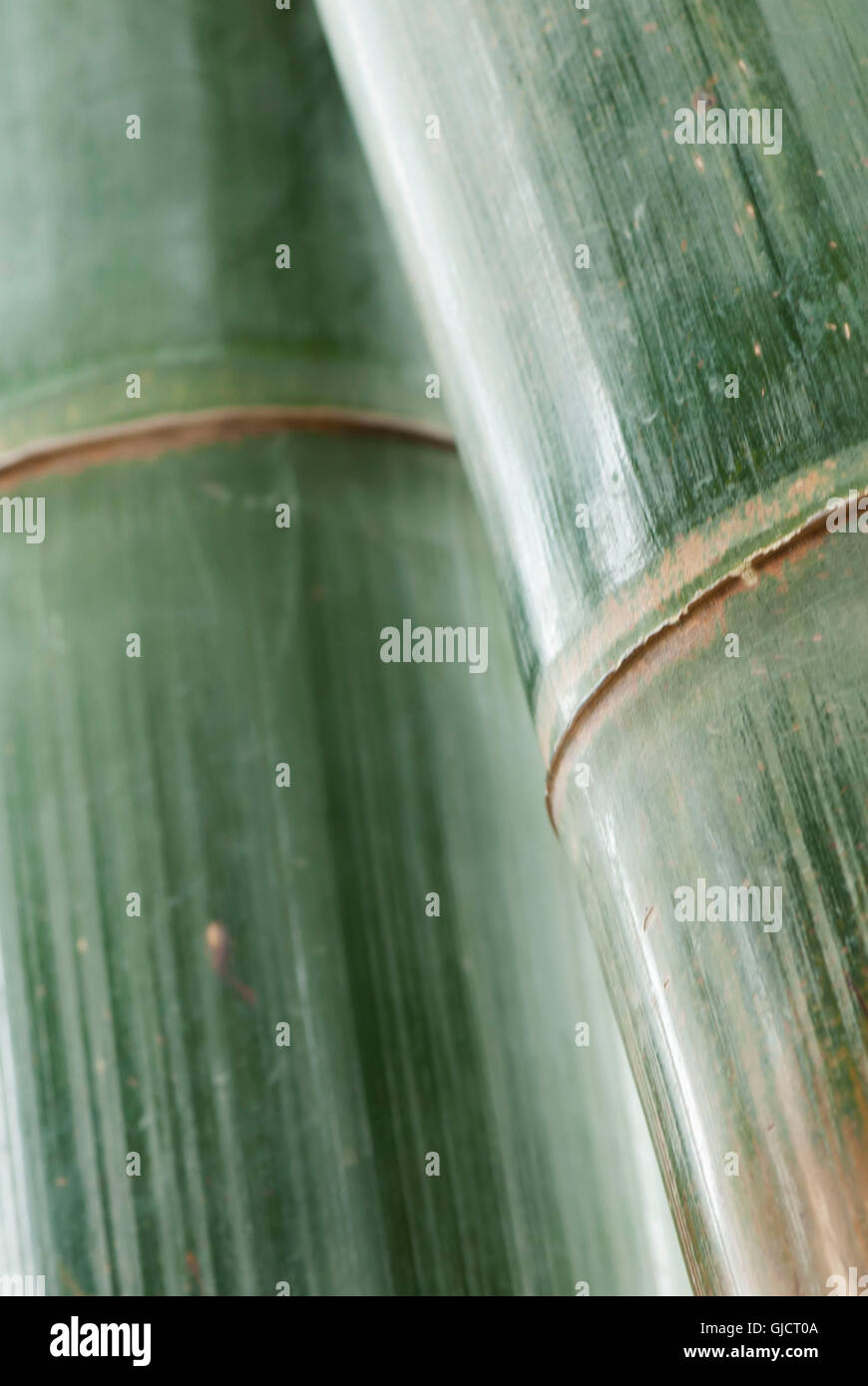 Bamboo, detailed view Stock Photo - Alamy