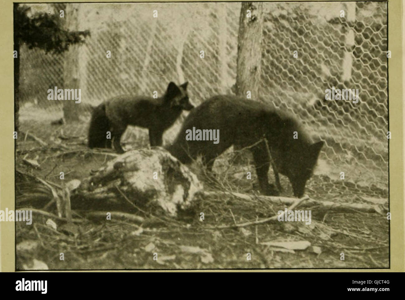 Fur-farming in Canada (1914 Stock Photo - Alamy
