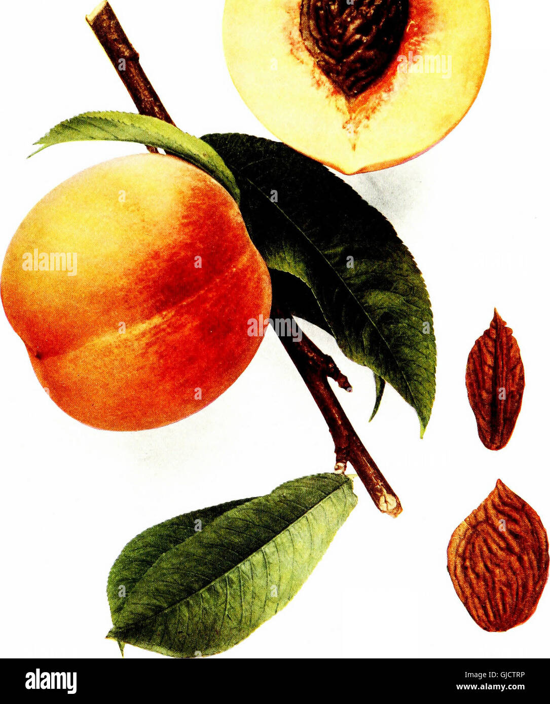 This 1917 publication discusses the cultivation, varieties, and history ...