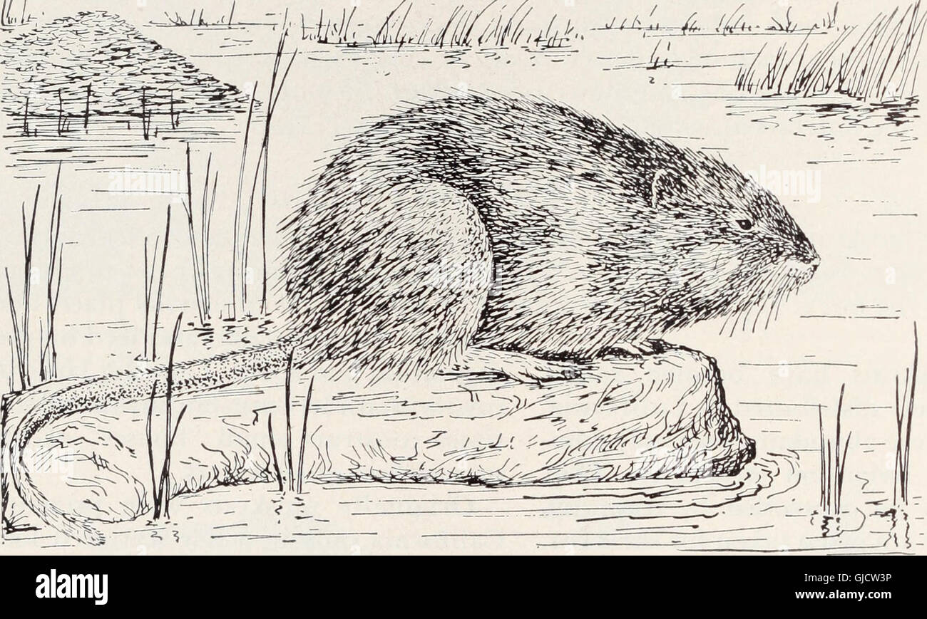 This 1947 publication addresses the management and control of field ...