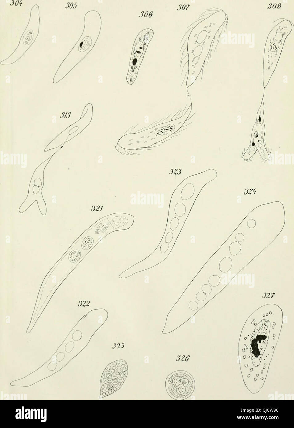 *Opalina* (1909) focuses on the anatomy and reproductive processes of ...