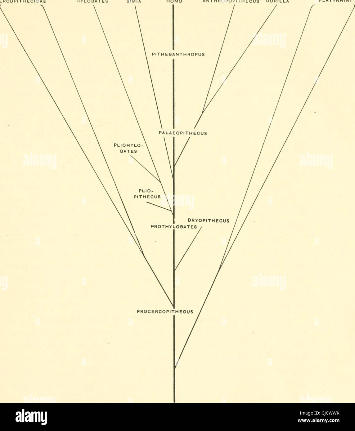 This study explores blood immunity and relationships among animals ...