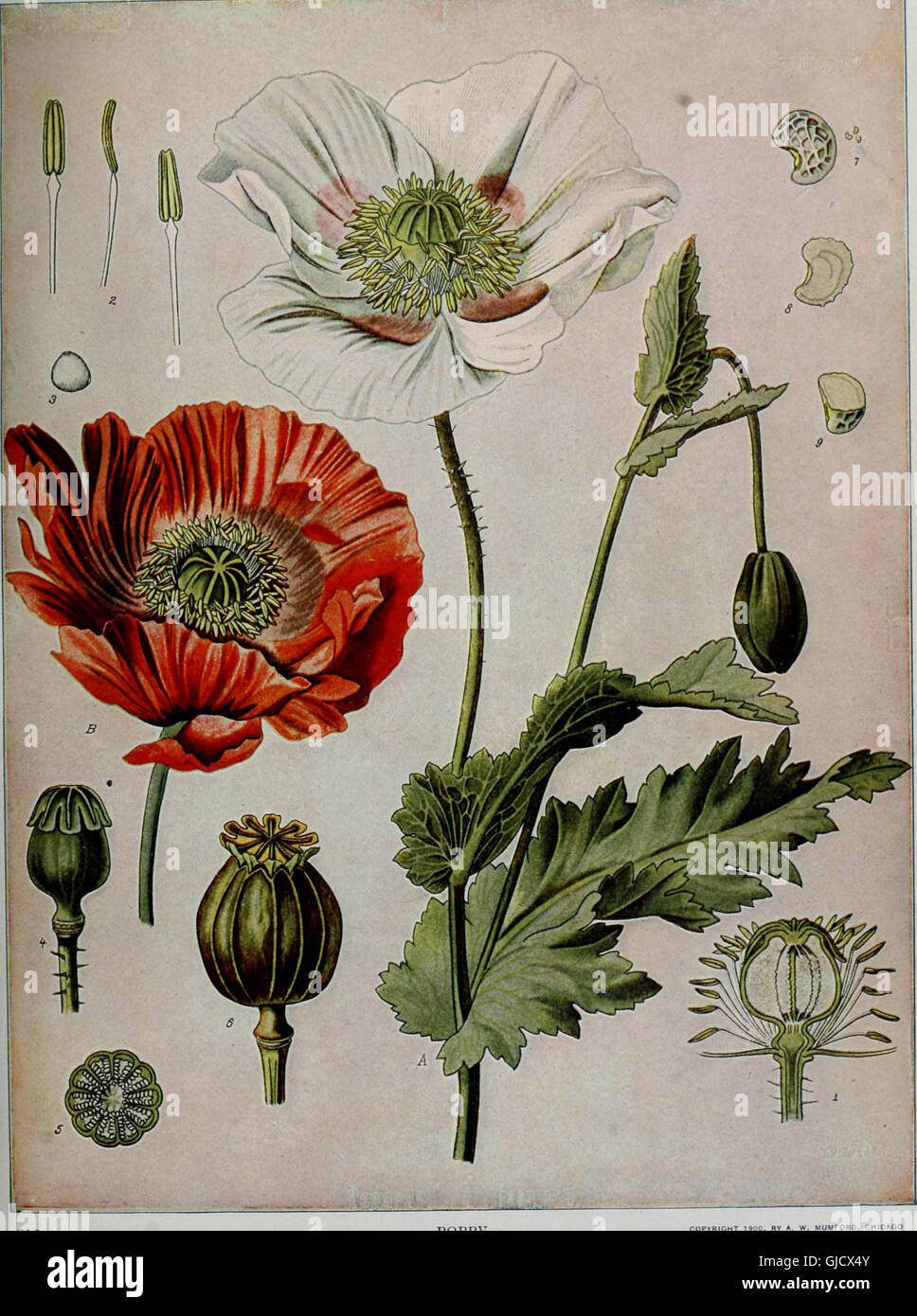 'Nature Neighbors' explores the interconnection of birds, plants ...