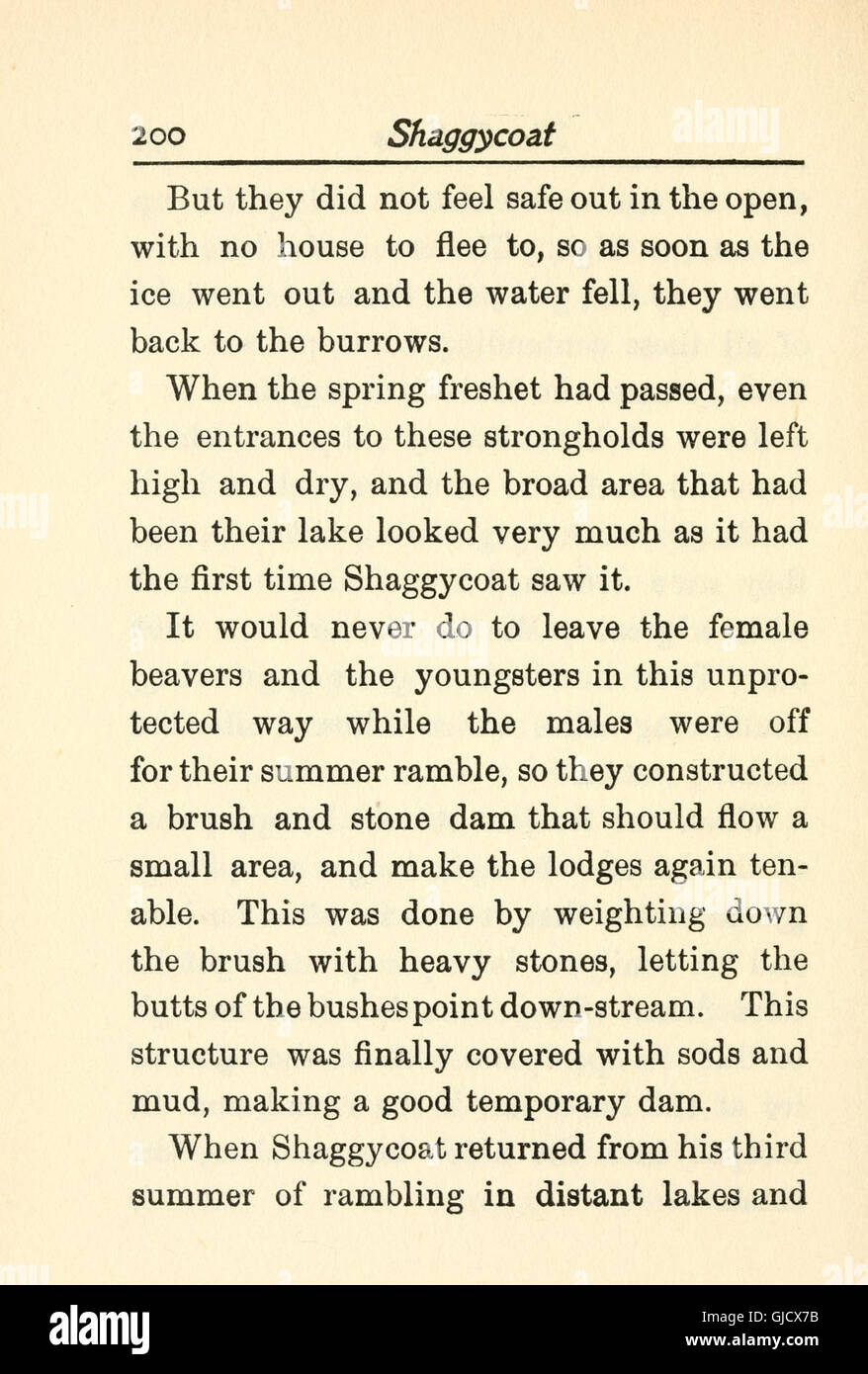 North american beaver family hi-res stock photography and images - Alamy