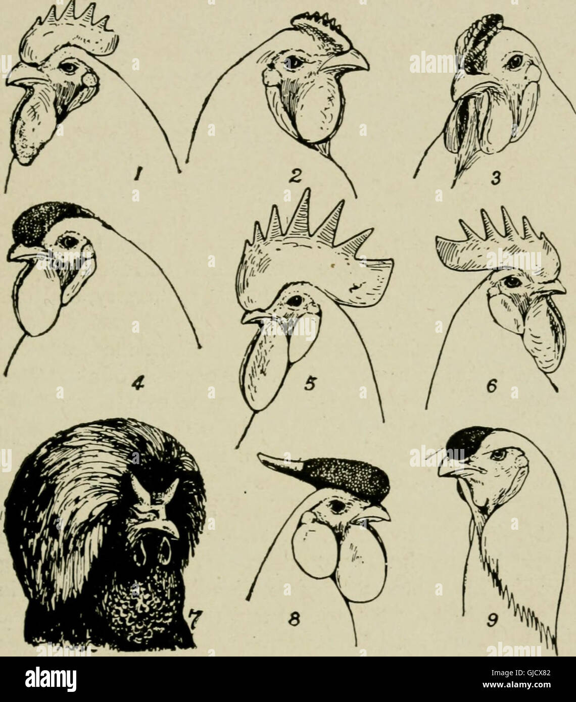 The mating and breeding of poultry (1920 Stock Photo - Alamy