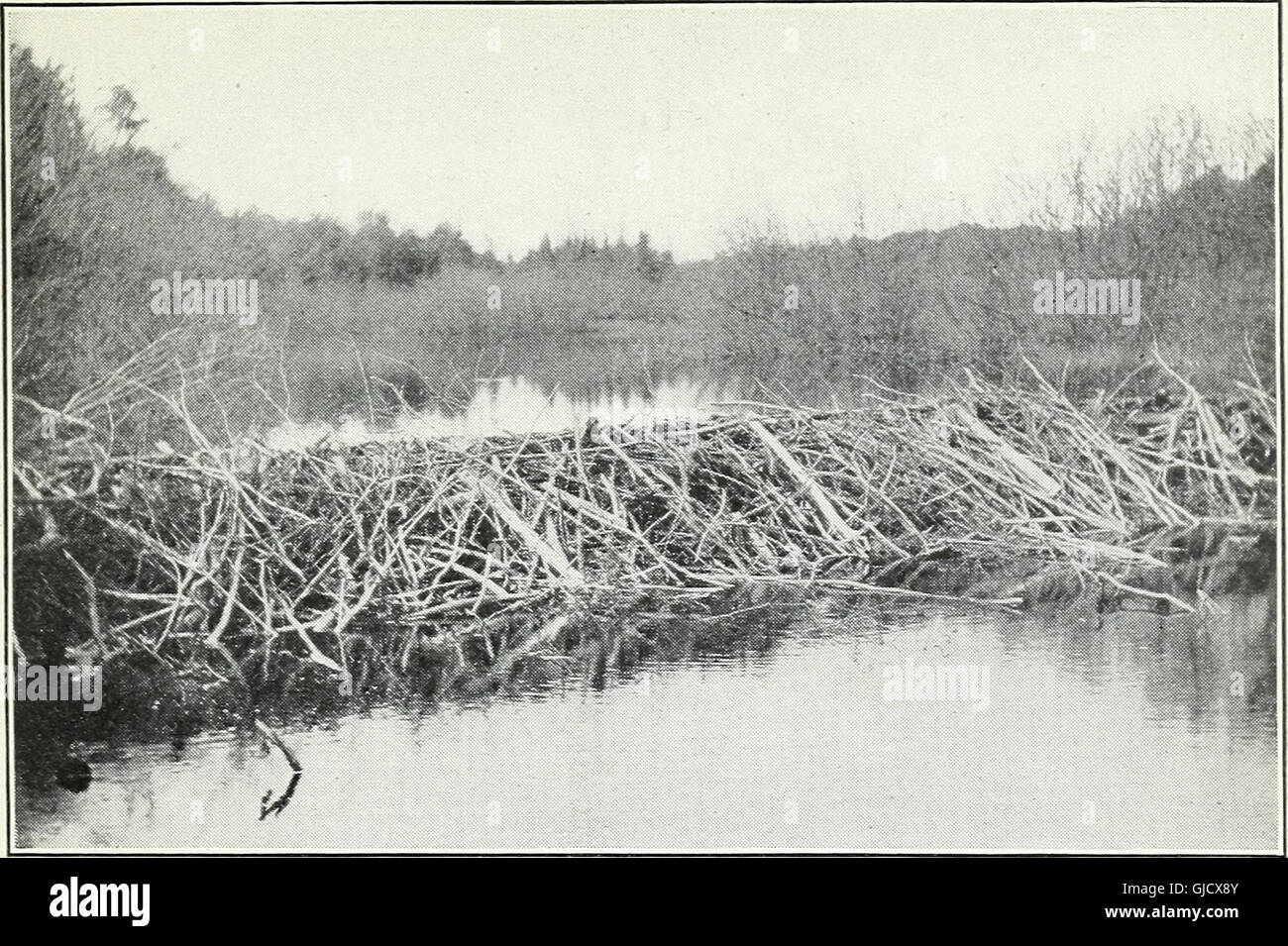 'Beaver Habits, Beaver Control, and Possibilities in Beaver Farming ...