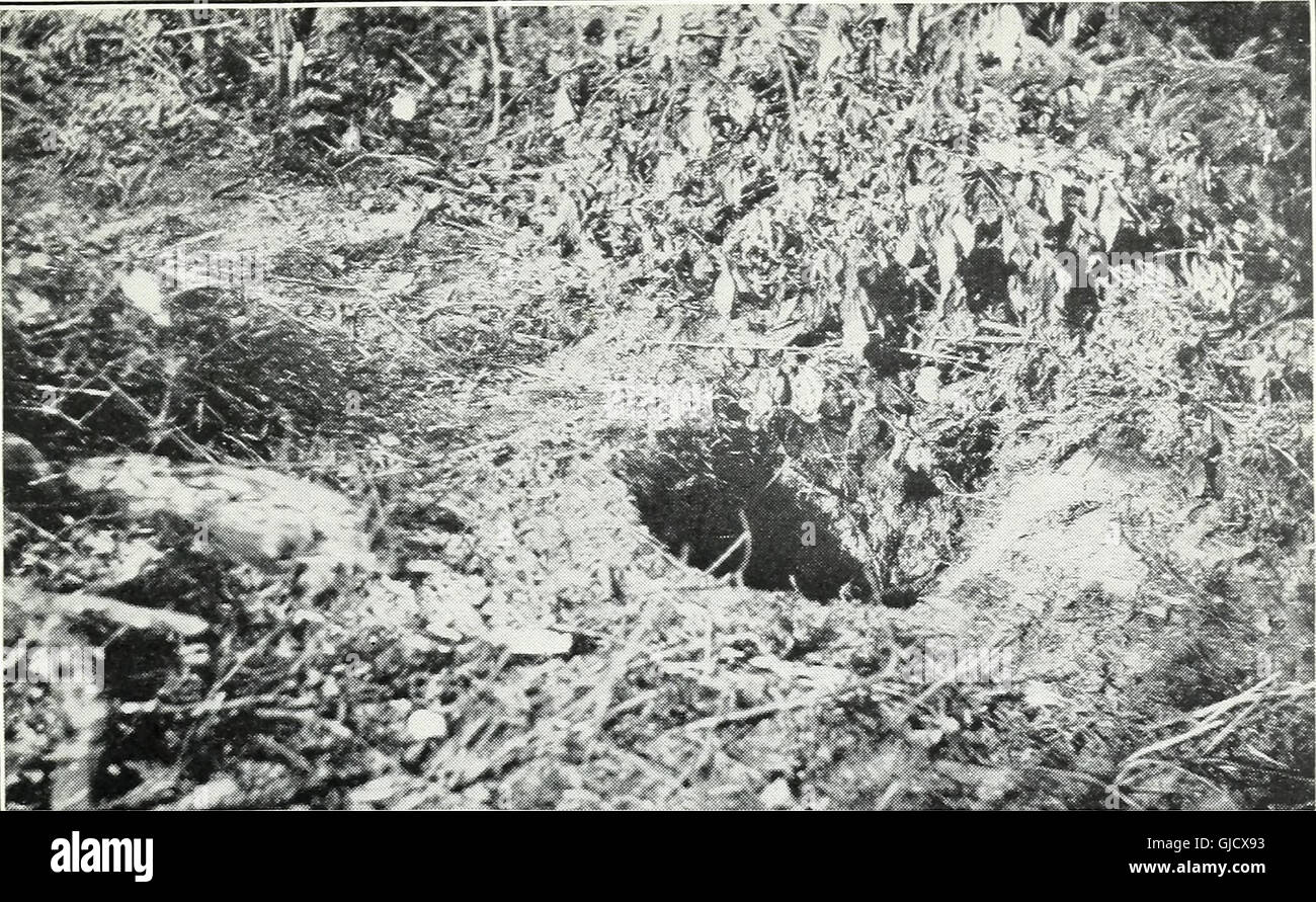 Beaver habits, beaver control, and possibilities in beaver farming ...