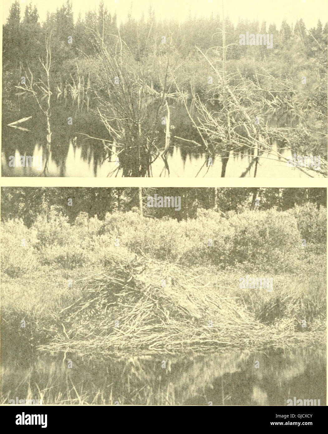 This work examines the behavior and ecological role of the beaver ...