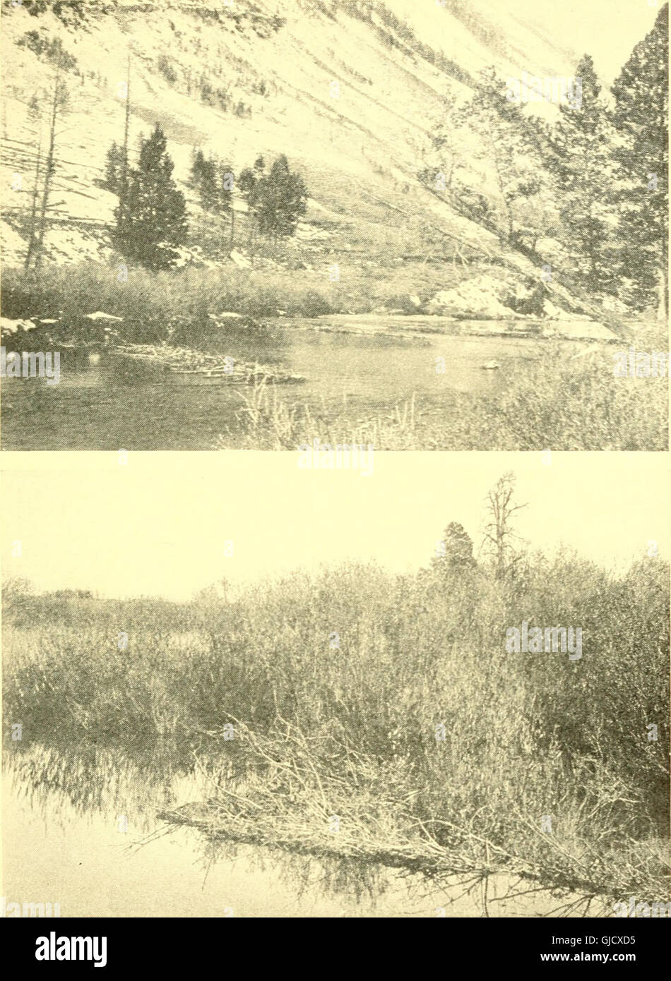 This 1927 book explores the behavior and ecological role of beavers ...