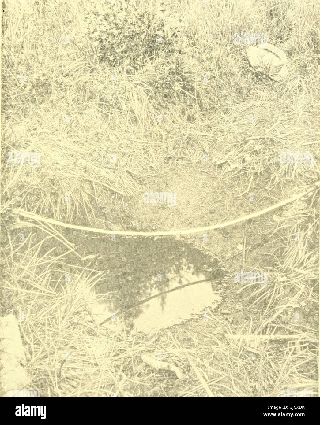 A 1927 work focused on the behavior and ecological impact of beavers ...