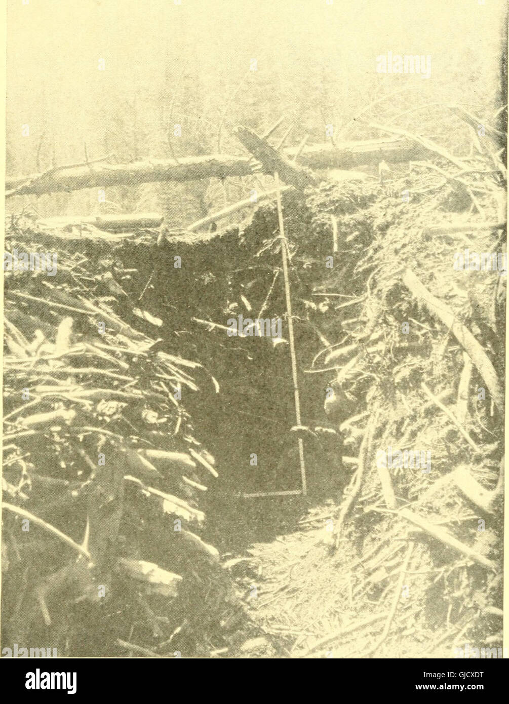 *The Beaver: Its Work and Its Ways* (1927) examines the behavior and ...