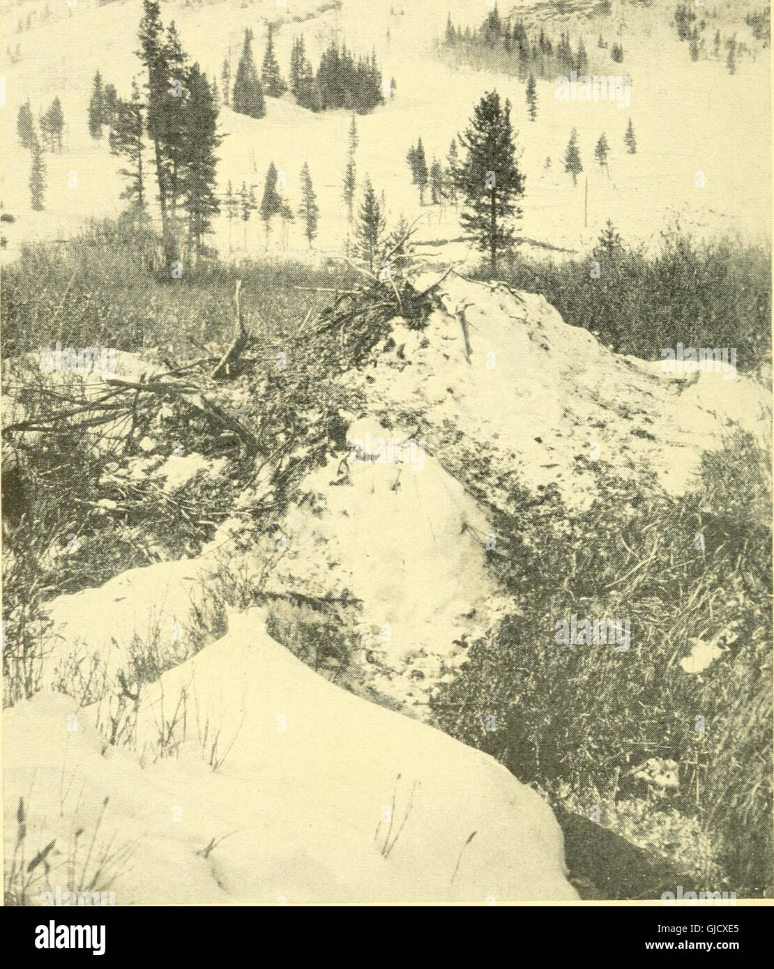 'The Beaver: Its Work and Its Ways' (1927) examines the behavior and ...