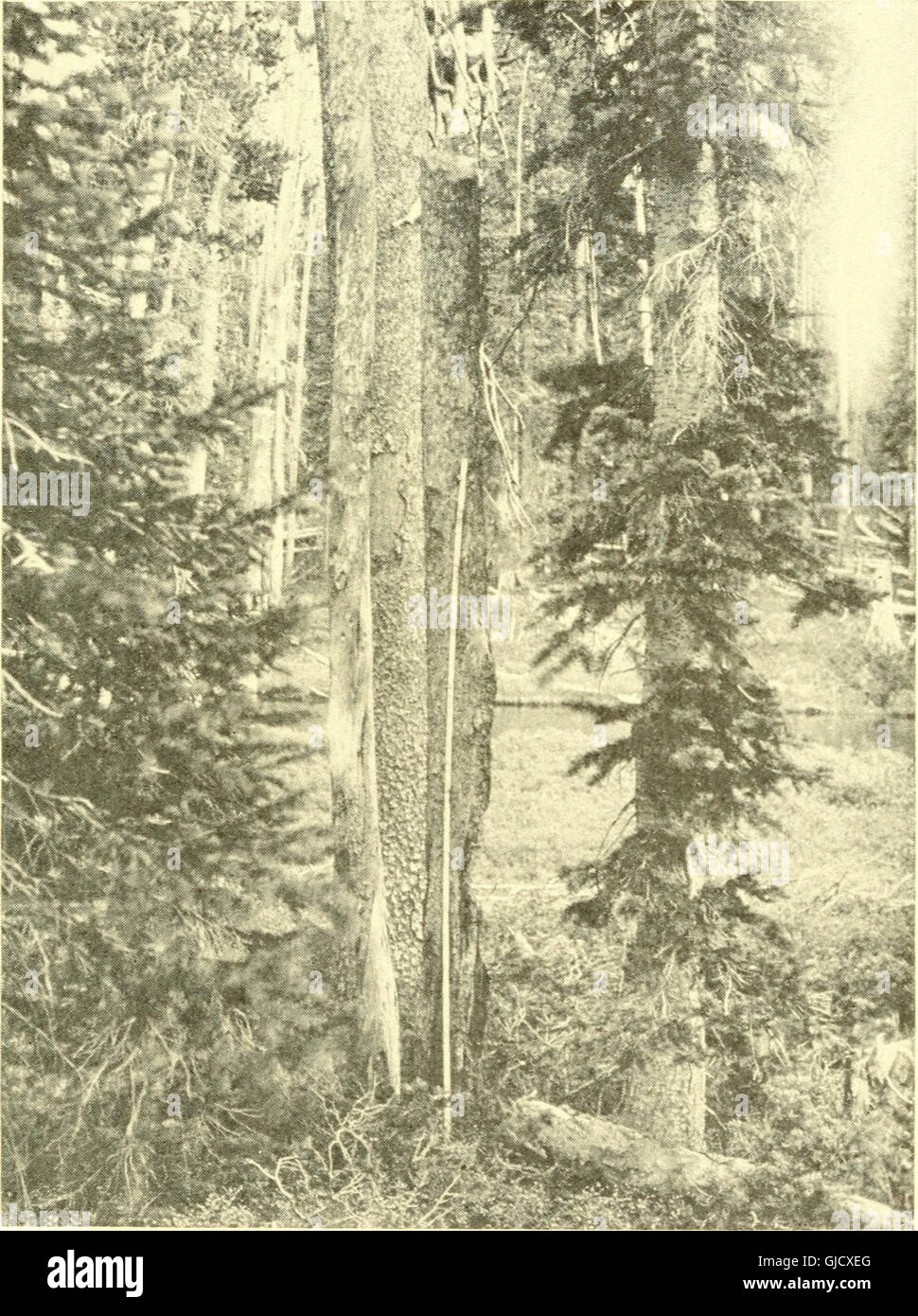 'The Beaver: Its Work and Its Ways' (1927) provides a detailed study of ...