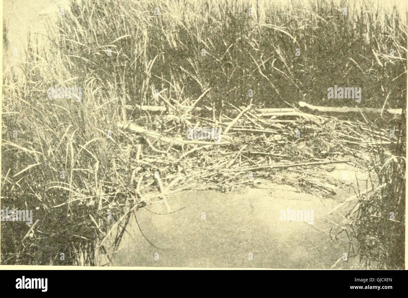 'The Beaver - Its Work and Its Ways' (1927) explores the behavior and ...