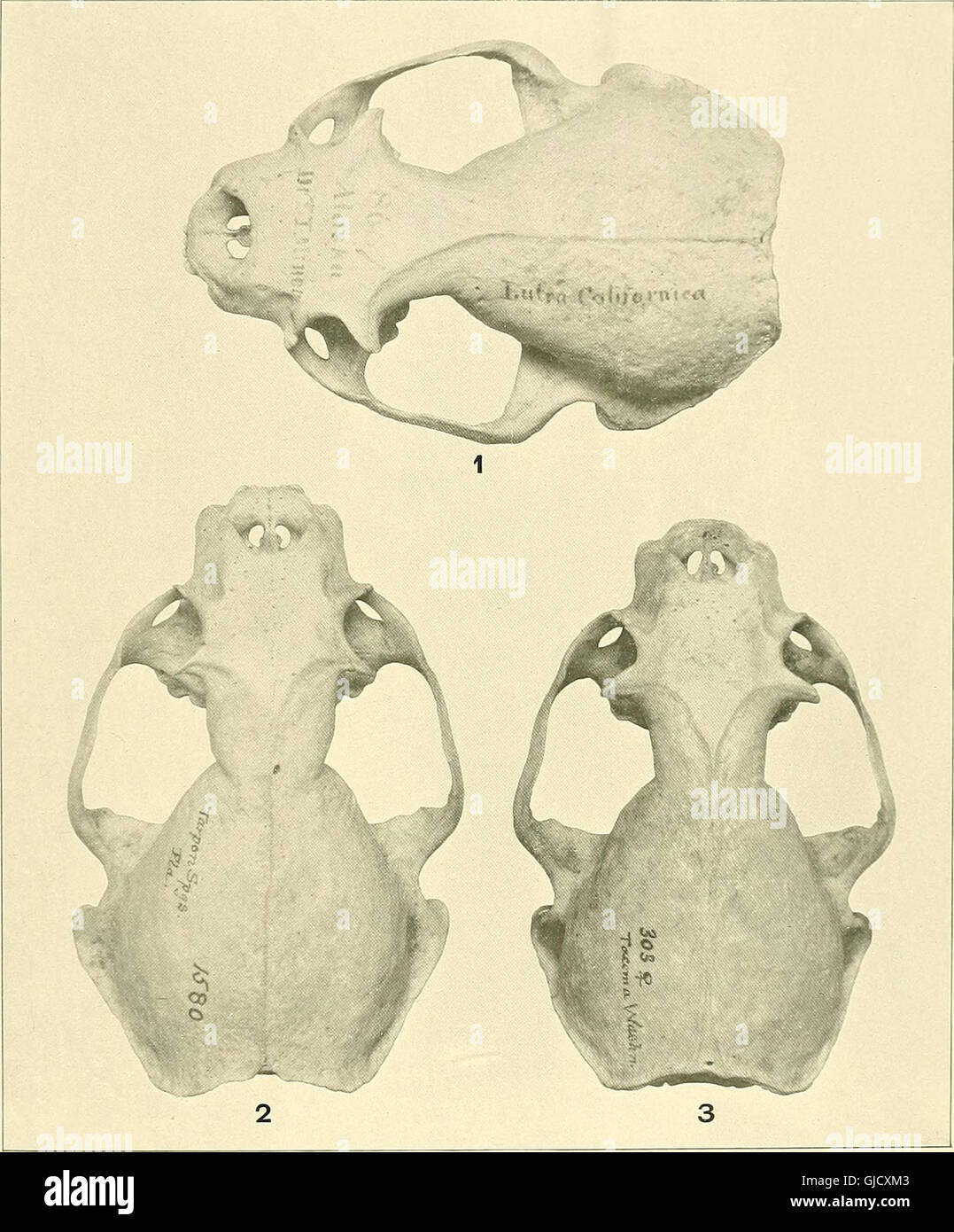This 1898 work revises the classification and study of North American ...